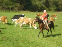 Predaj z dvora - Farma