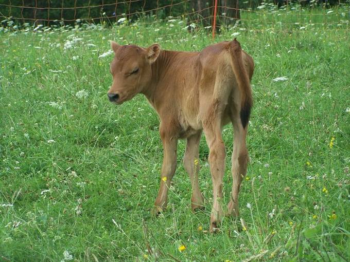 Predaj z dvora - Farma